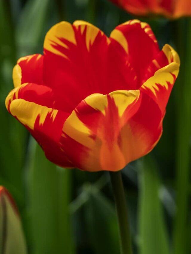 5 Tips To Grow The Largest Flowers At Home