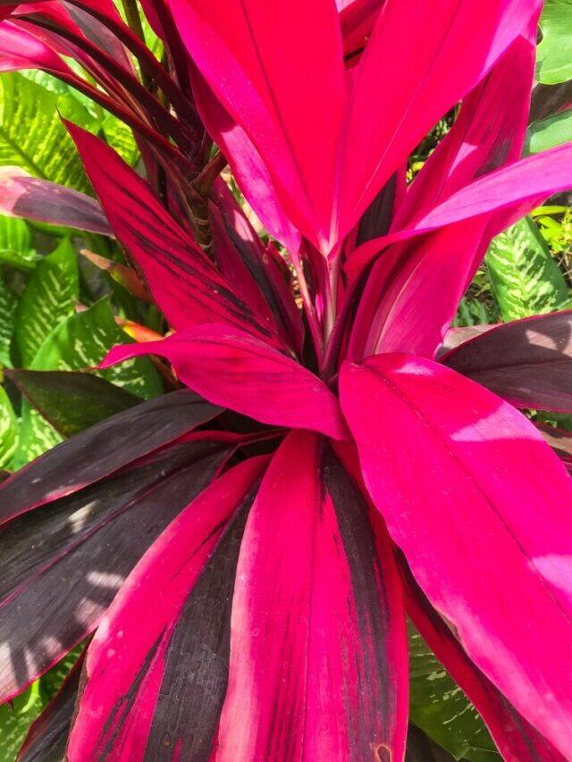 10 Indoor Plants With Red & Variegated Red Leaves
