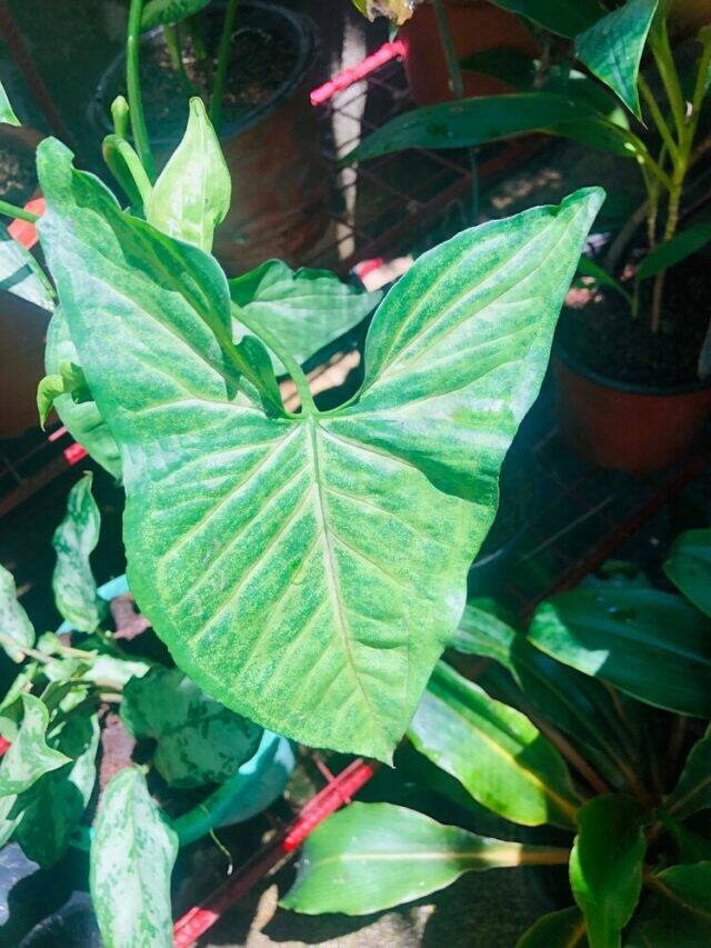 7 Ways To Ensure The Survival Of Your Plants