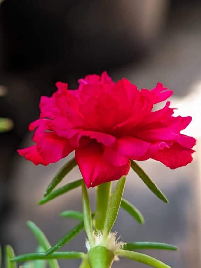 10 Tough Plants for Full Sun and Heat