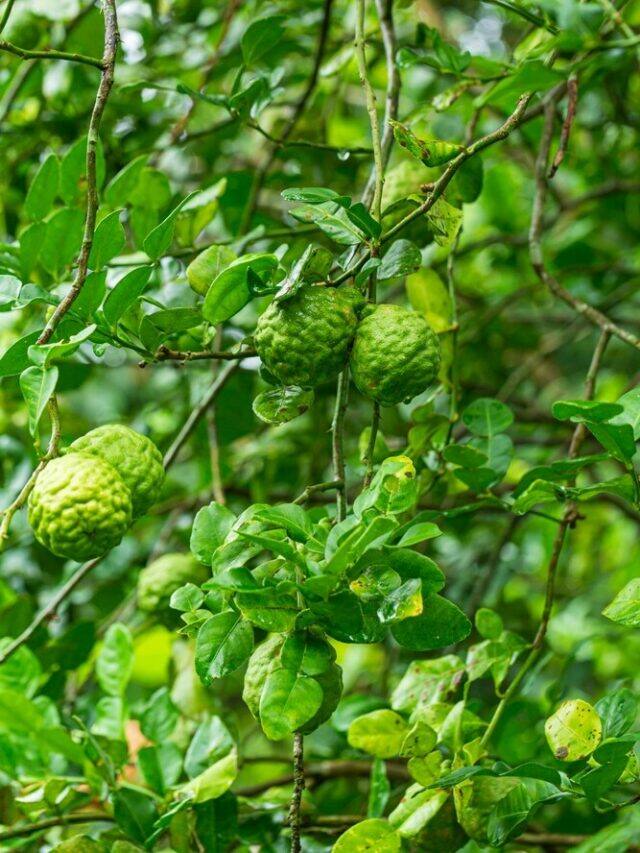 8 Tips To Grow Kaffir Lime In Your Garden In India