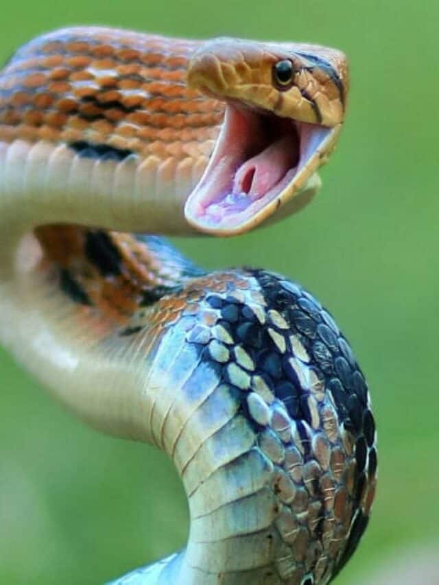 Indian Snakes: ہندوستان کے زہریلے سانپوں کی فہرست