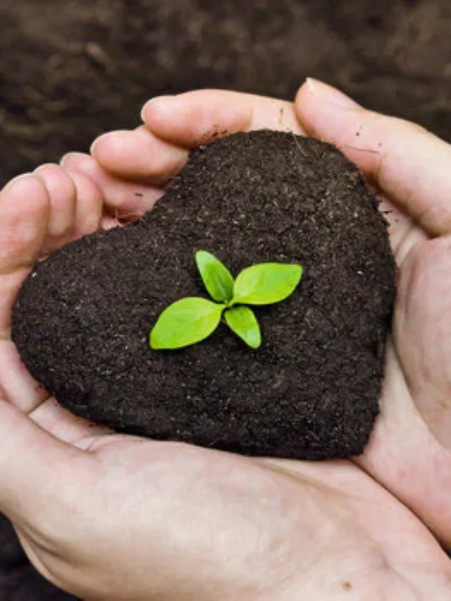 8 Basic Steps for Organic Farming