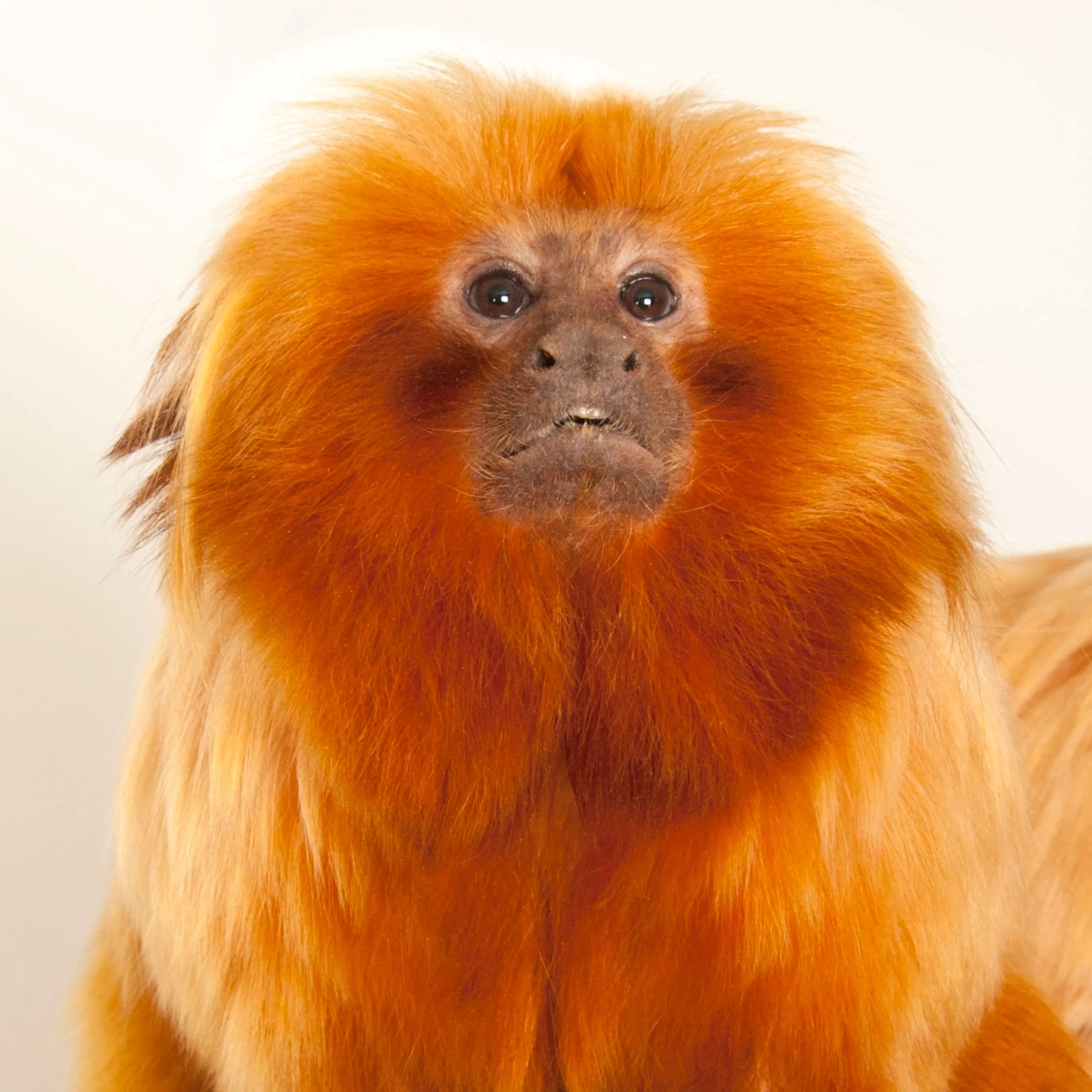 Cutest Monkey In The World