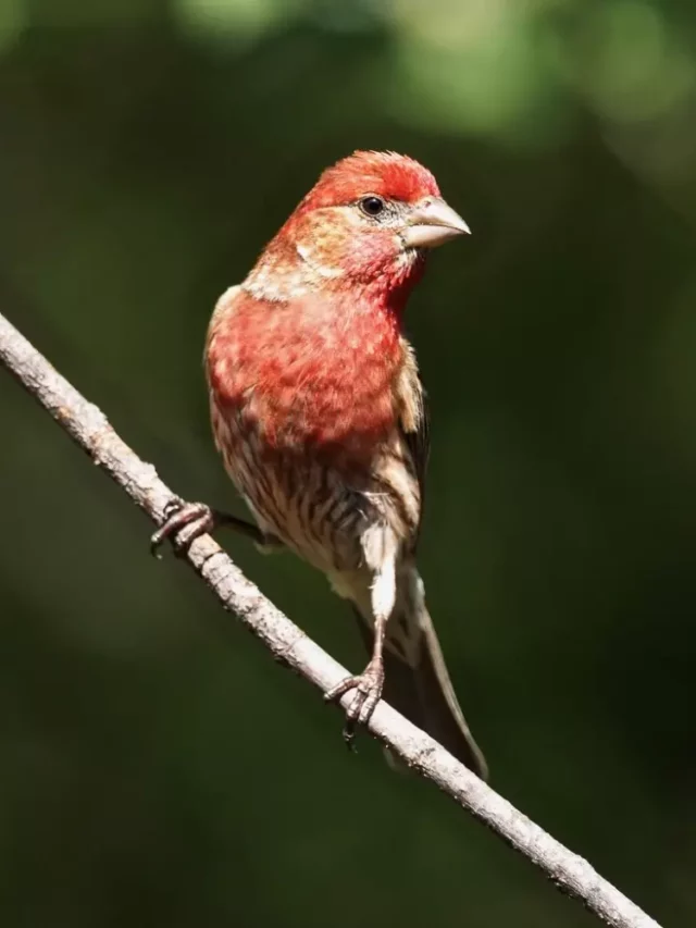 10 Pretty Red-Breasted Birds