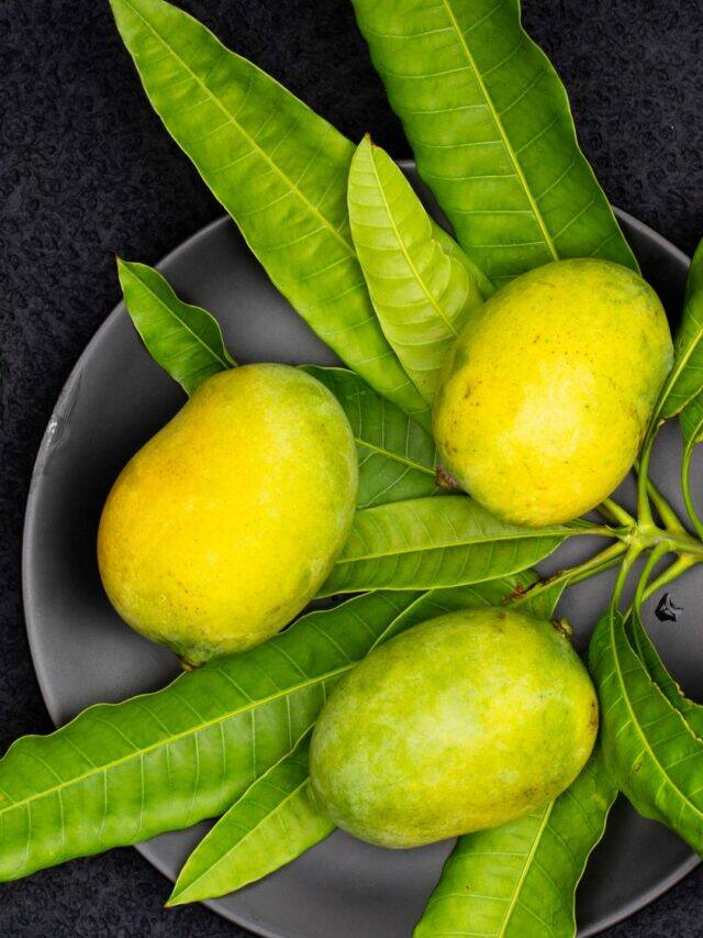 Mango ಎಲೆಗಳ ಪರಿಹಾರ ಇದು