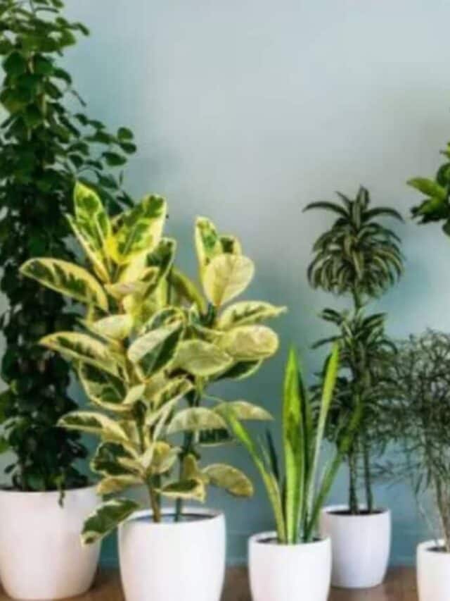 7 Common Houseplants To Have