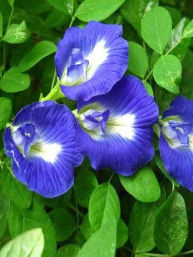 10 Tips for Growing Aparajita Plant at Home