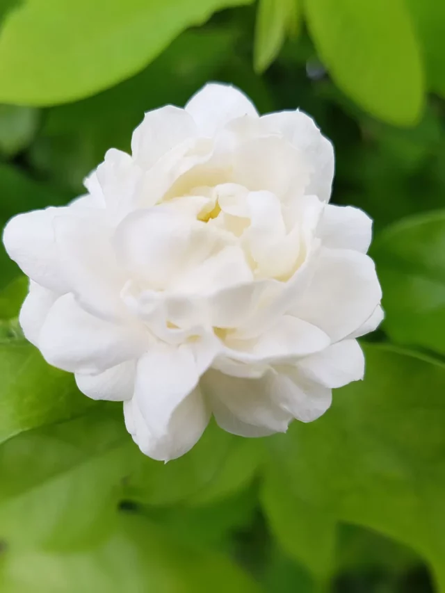 9 Flowers to Offer the Nine Goddesses during Navratri