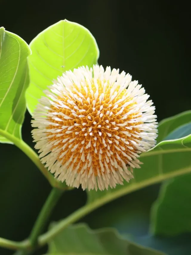 Kadamba Facts And Health Benefits