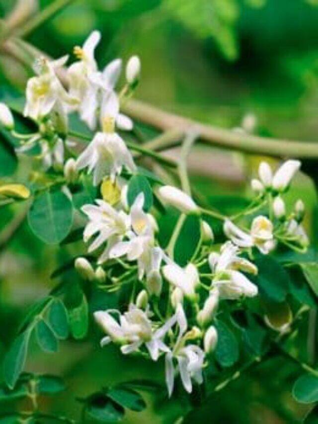 5 Amazing Benefits Of Moringa Flower