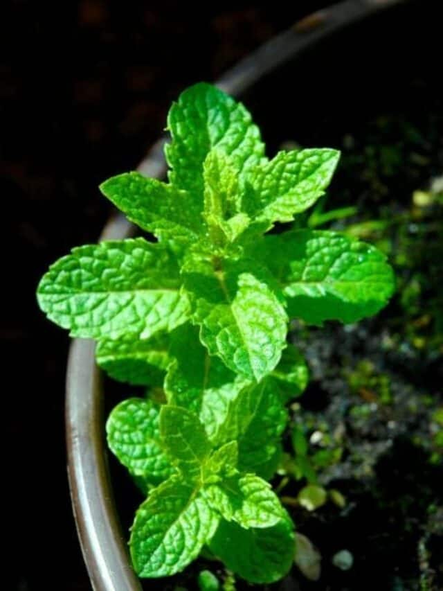 10 Tips To Grow Pudina At Home