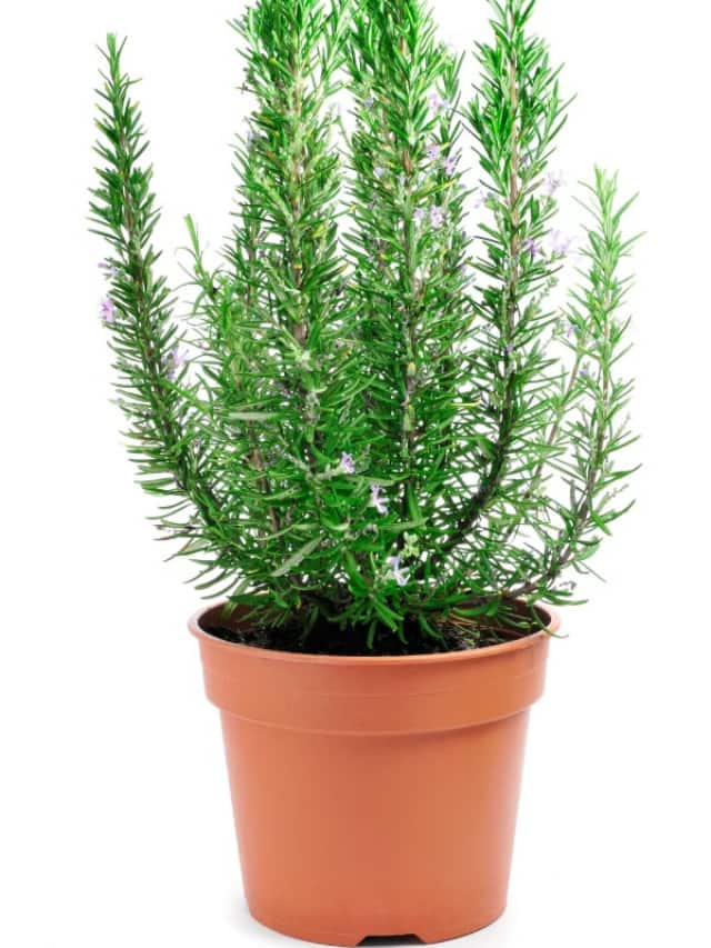 8 Secrets To Grow Fuller and Bushier Rosemary
