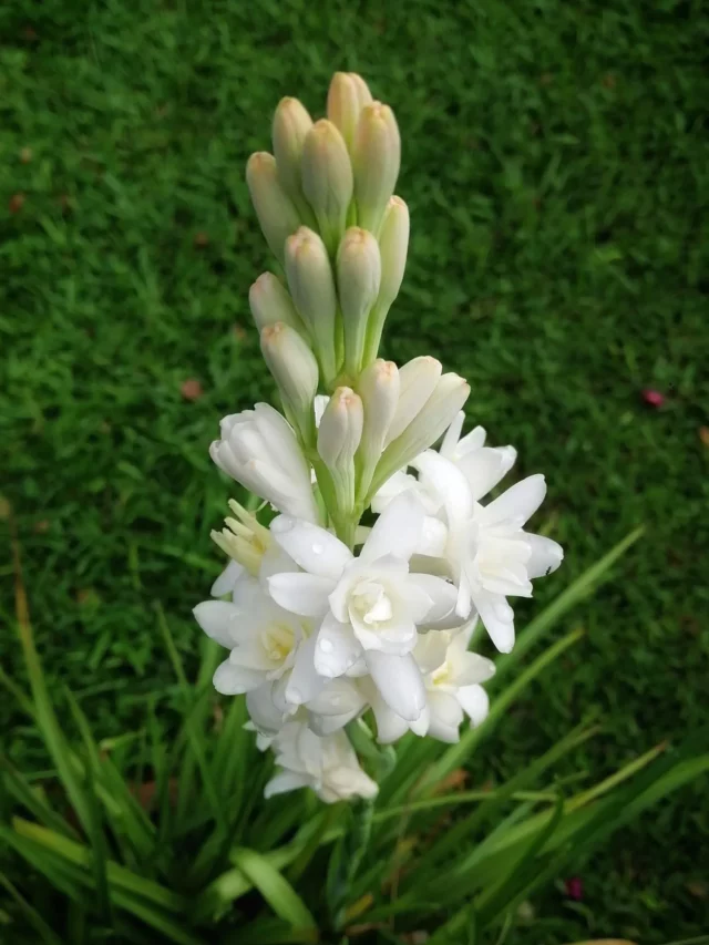 7 Tips To Grow Tube Roses At Home