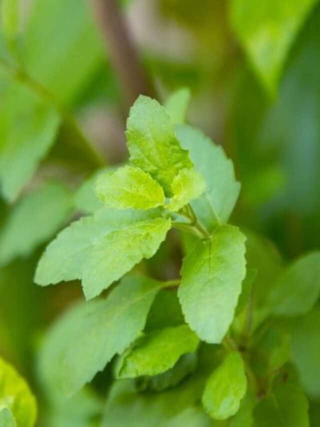 துளசி செடி மூலம் அதிக பணத்தை ஈர்க்க 10 வழிகள்.!