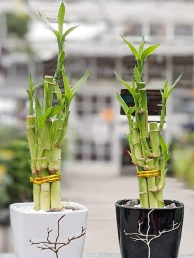 5 Home Decor Ideas with Lucky Bamboo Plant