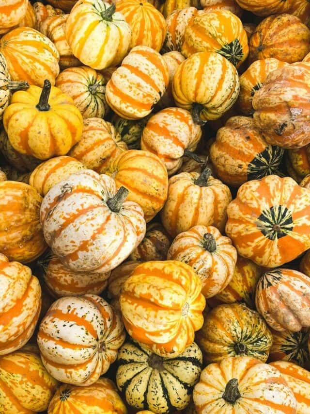 5 Easy Ways To Enjoy Pumpkin This Autumn