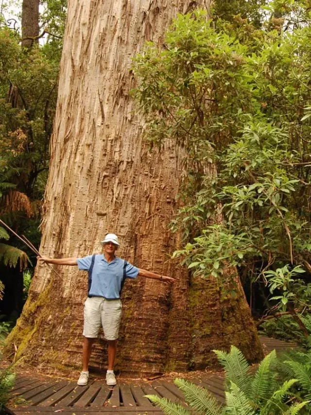 10 Tallest Living Trees