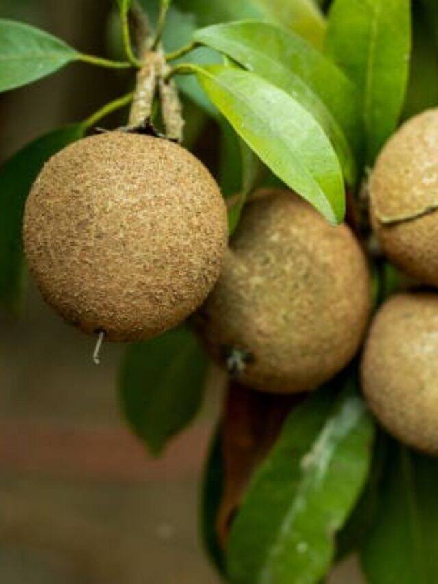 7 Amazing Health Benefits of Having Chickoo