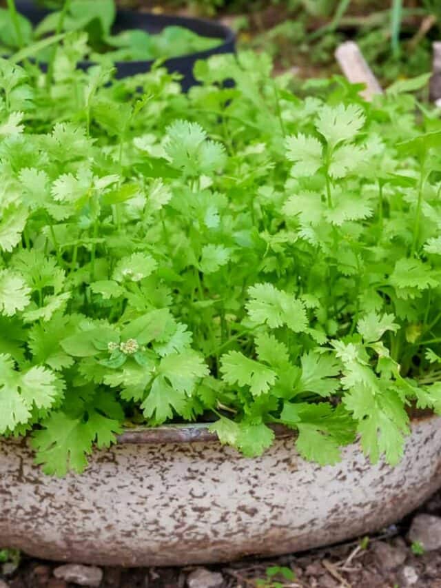 7 Benefits Of Growing Coriander Plant At Home