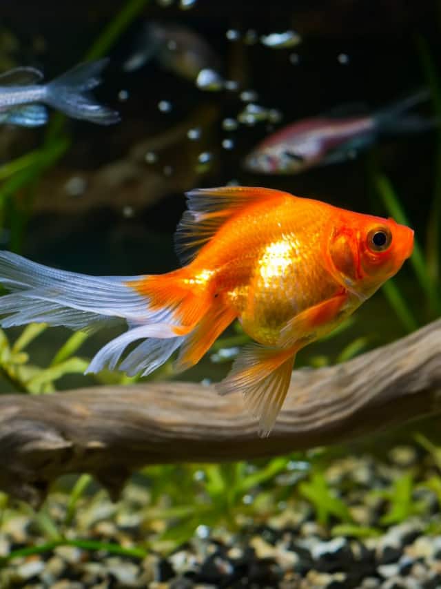 गोल्डफिश कैसे पता करती हैं सफर की दूरी