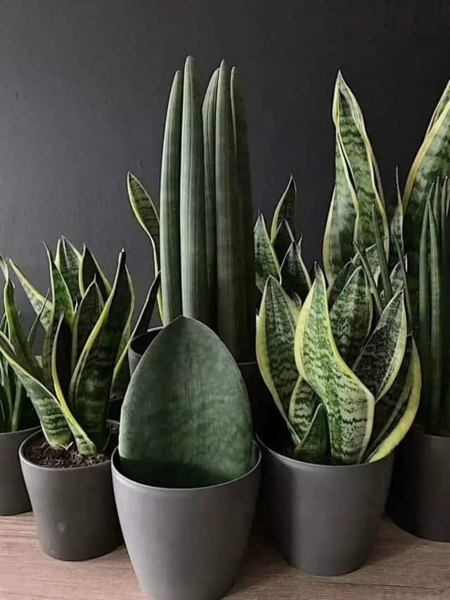 5 Plants To Remove Pitra Dosh