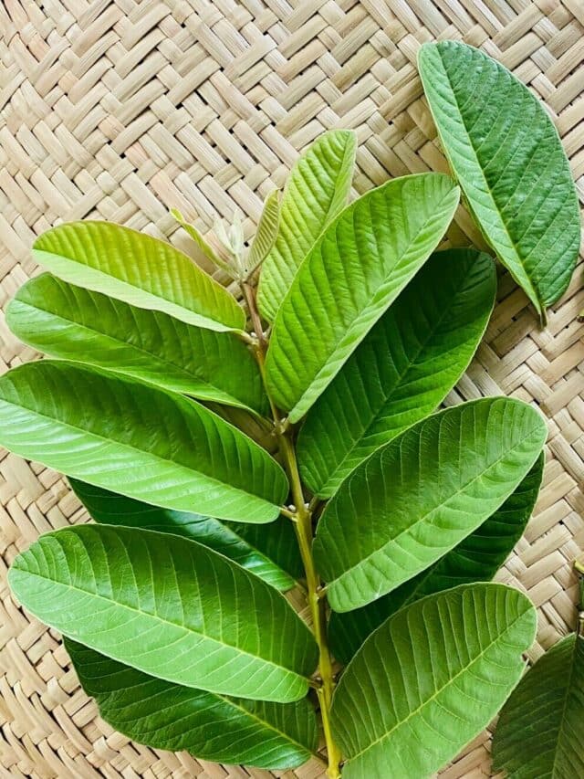 ಸೀಬೆಹಣ್ಣಿನ ಎಲೆಯ ಆರೋಗ್ಯಕರ ಪ್ರಯೋಜನಗಳಿವು!