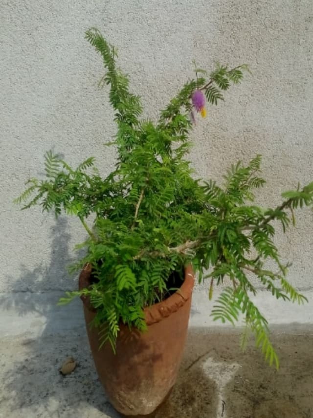 आज ही लगाएं घर में ये पौधा, हैरान कर देंगे फायदे