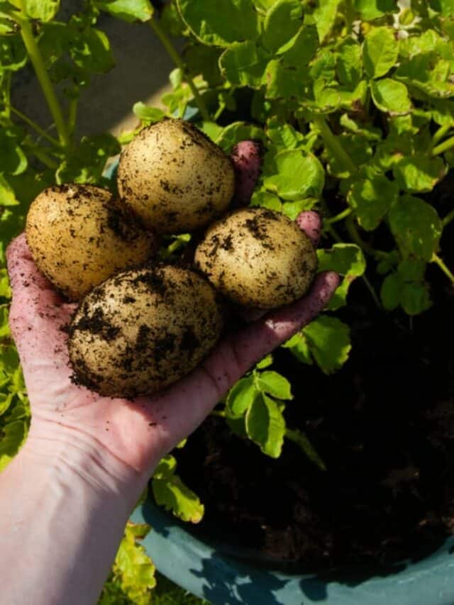 10 Tips To Grow A Potato Plant In A Small Pot