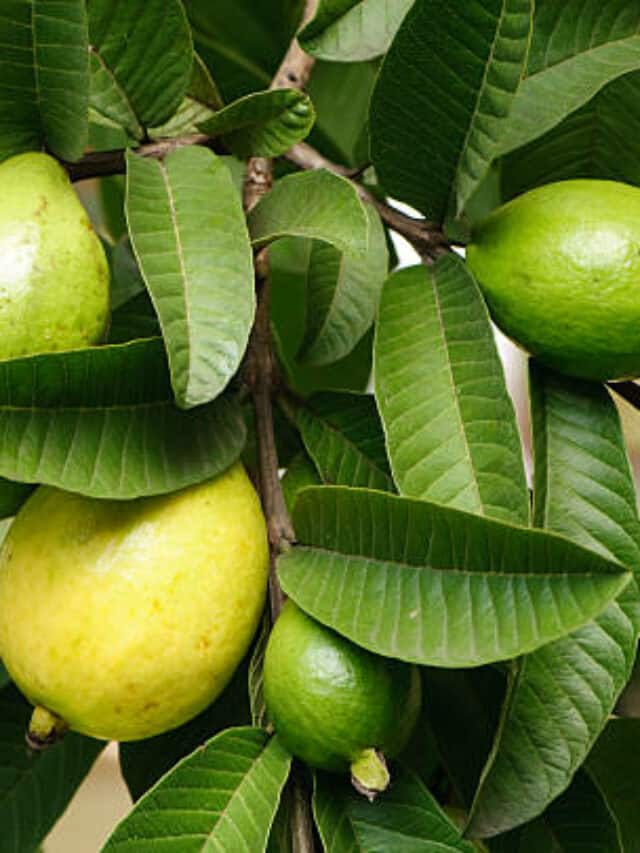7 Incredible Advantages of Guava Leaves
