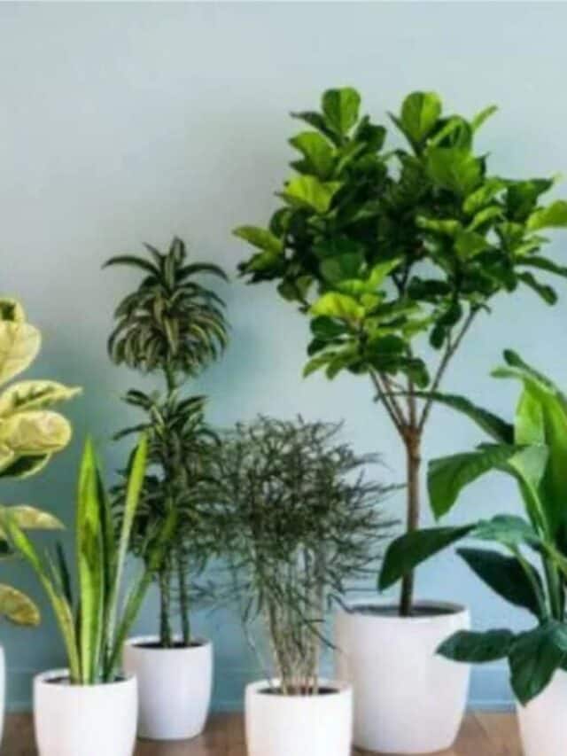 5 Indoor Plants For Your Study Room
