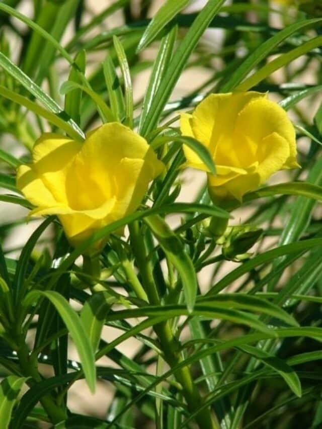 10 Reasons Why You Must Keep Kaner Plant at Home