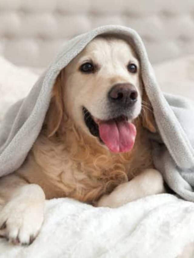 6 Ways To Protect Your Pet From Cold This Winter