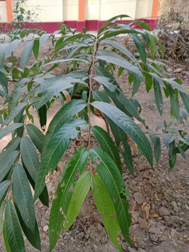 Arjun Tree: اس درخت کی چھال وائرل بخار کا علاج ہے