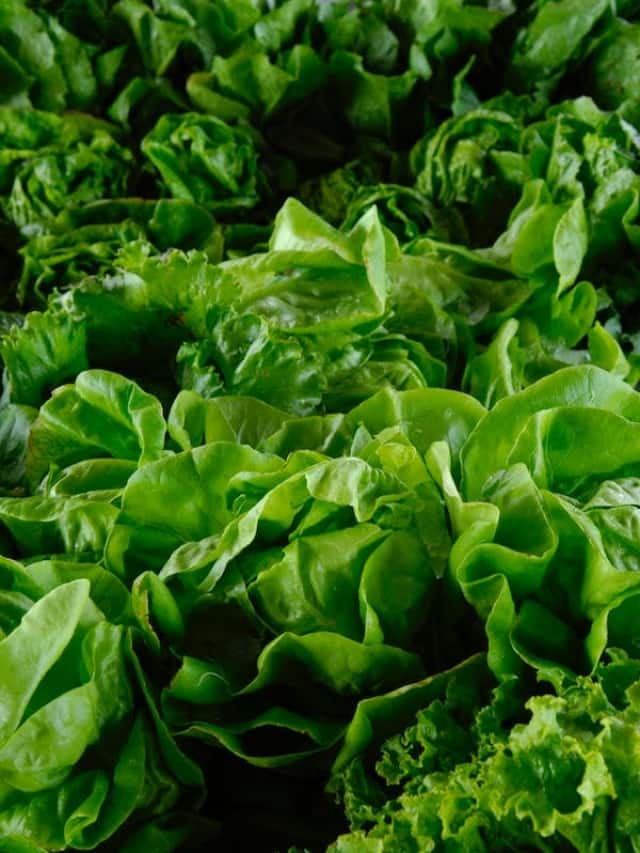 Health and Nutrition Benefits of Lettuce