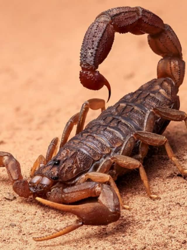 5 Most Dangerous Animals Found In Dessert