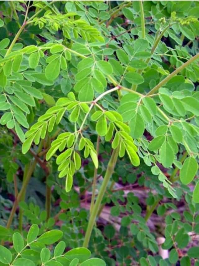 इस पेड़ की पत्तियां हैं चमत्कारी, झट से दूर करेगा शारीरिक दुर्बलता