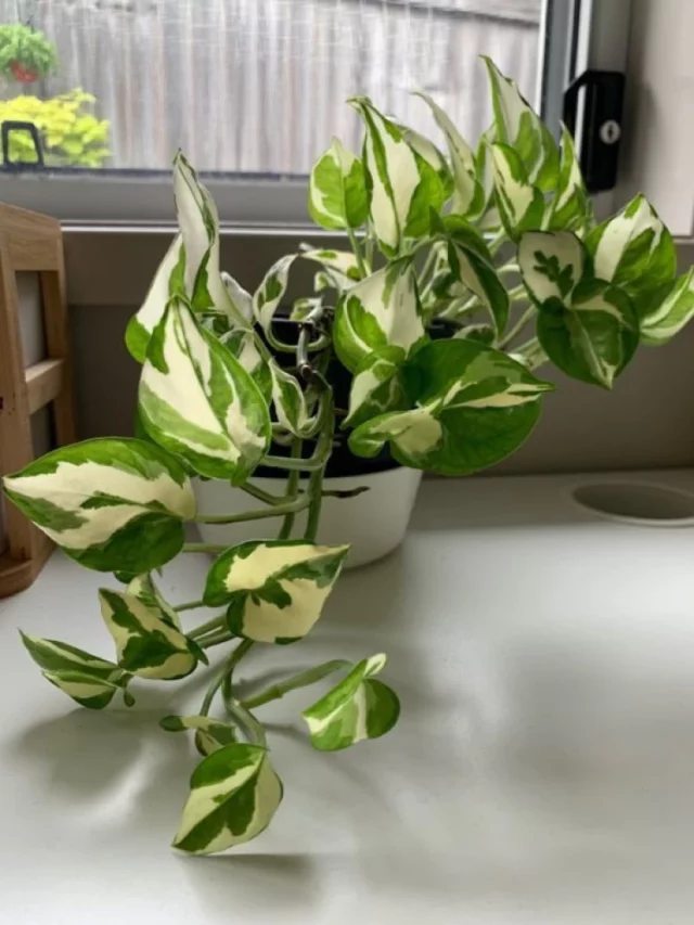 9 Tips to Turn Yellow Money Plant Leaves to Green
