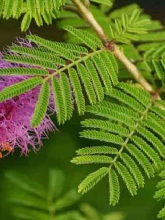 10 Easy Steps To Grow Shami Plant From Cutting