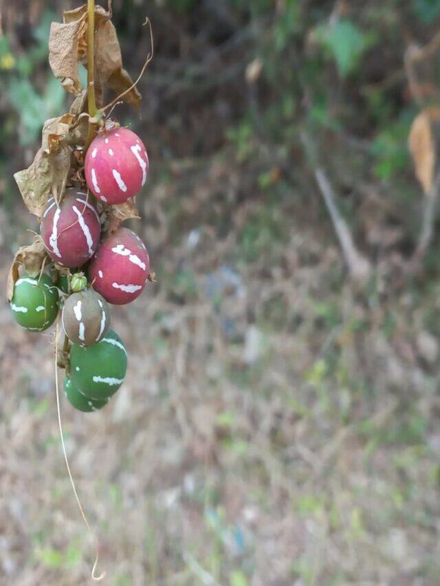 इस औषधि फल से दूर होगा महिलाओं का बांझपन, पुरुषों की बढ़ेगी ताकत