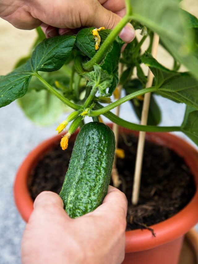 8 Tips for Successfully Growing Cucumbers (In Pots) 8 Tips for Successfully Growing Cucumbers (In Pots)