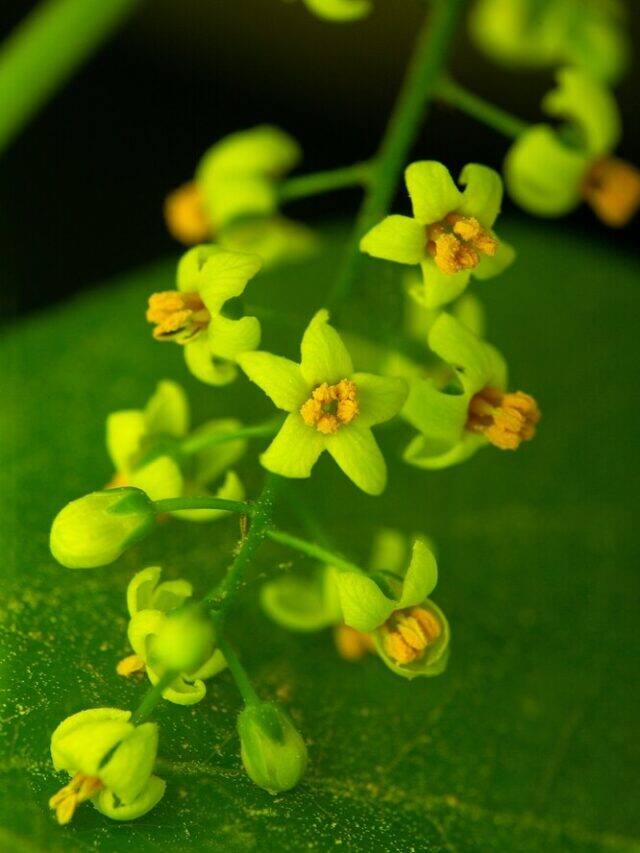 10 Common Poisonous Plants And How To Identify Them
