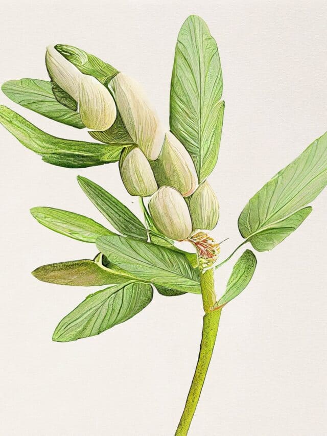 How to Grow Elaichi Plant in Your Home Garden