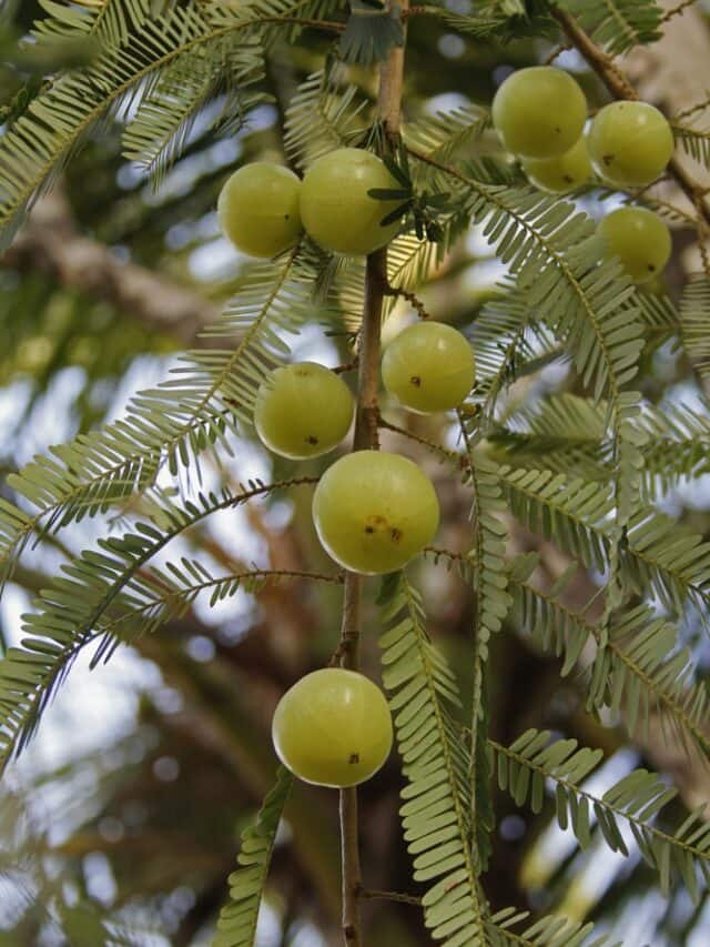 வீட்டில் நெல்லிமரம் வளர்க்க 7 குறிப்புகள்.!