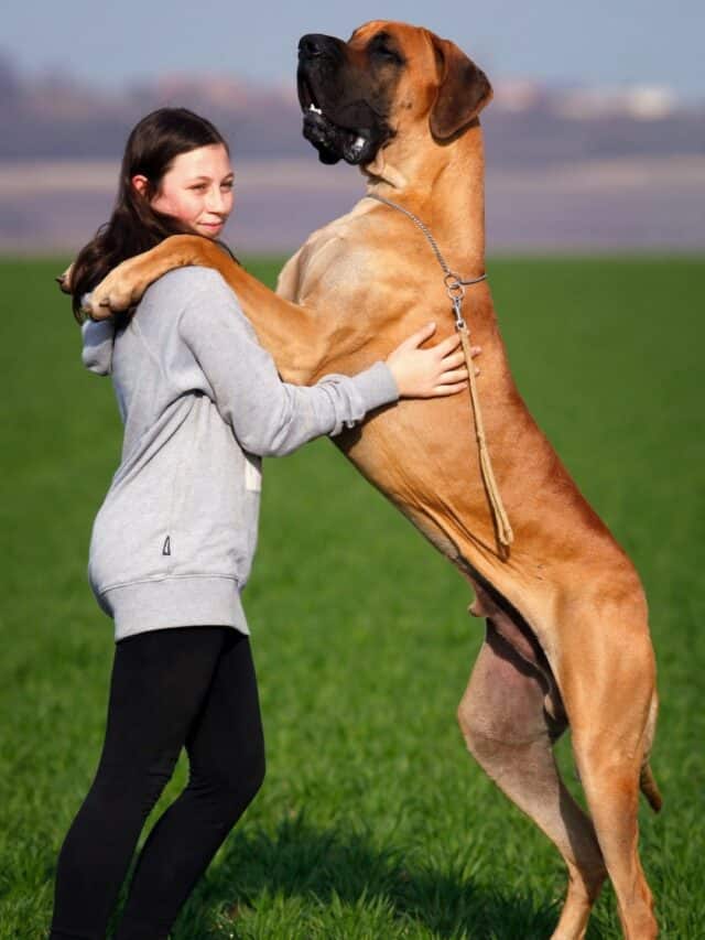 कभी देखा है इतना लंबा कुत्ता? साइज में है शेरनी के बराबर!