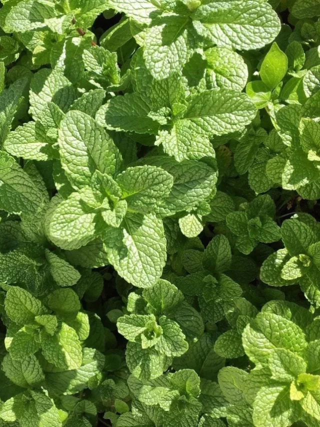 7 Benefits Of Consuming Mint Leaves