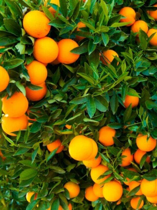 5 Different Varieties of Oranges in India