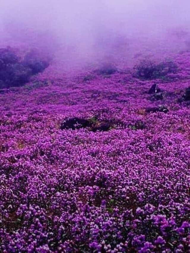10 Unknown Facts About The Rare Neelakurinji Flower