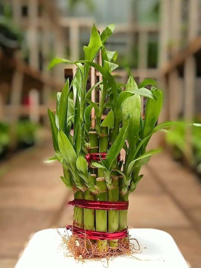 Lucky Bamboo to Money Plant: Best Direction to Place Them