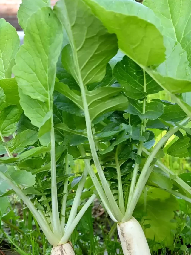Radish Leaves: مولی کے پتے کئی طرح کی بیماریوں کا علاج